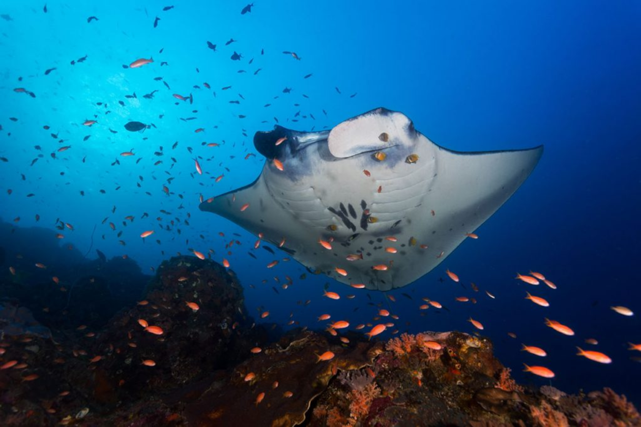 Manta Raya, una gigante del océano de la que sabemos muy poco.