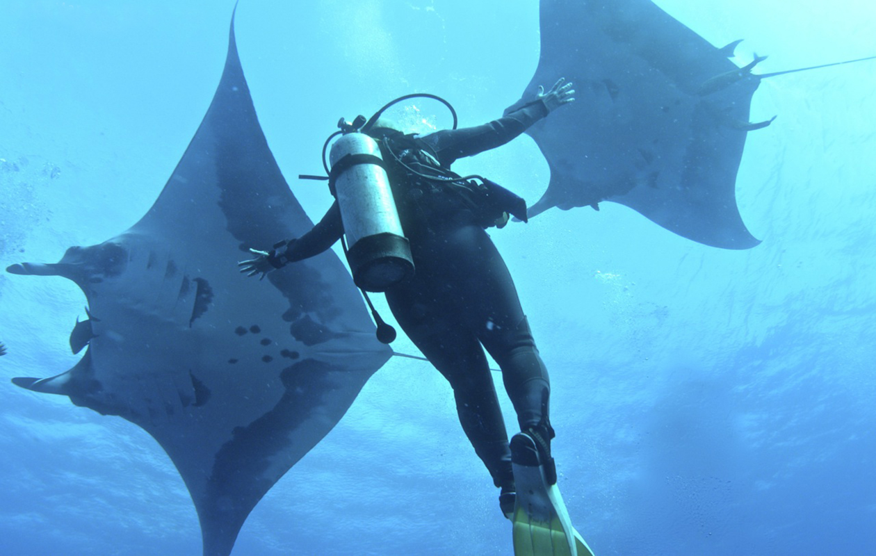 Manta Ray, a giant of the ocean / Costa Rica Dive and Surf