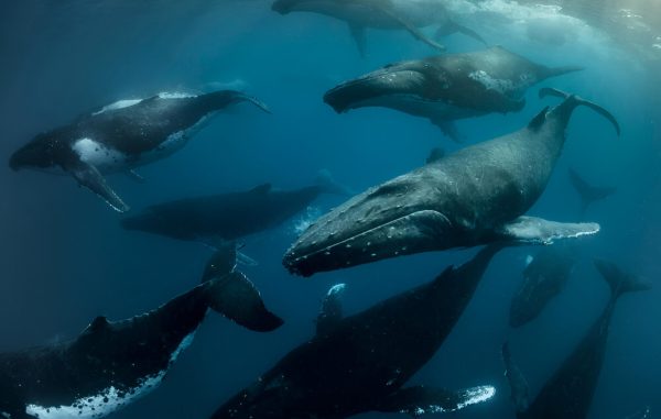 La gran migración de ballenas jorobadas a Costa Rica