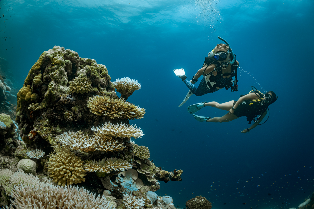 What is the best scuba diving suit?A complete guide