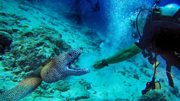Dangers in Scuba Diving: Most frequently emergency situations