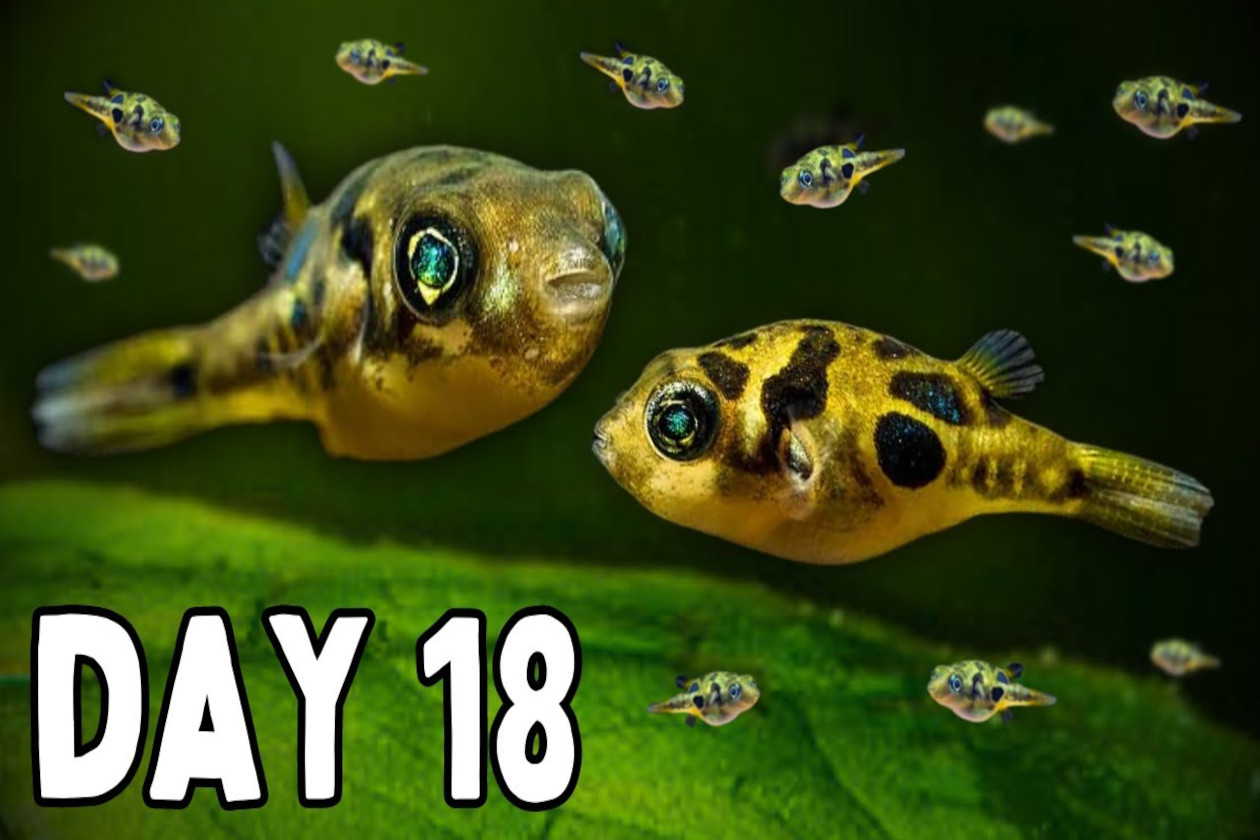 Puffer Fish in Costa Rica: Facts & Where to Find Them