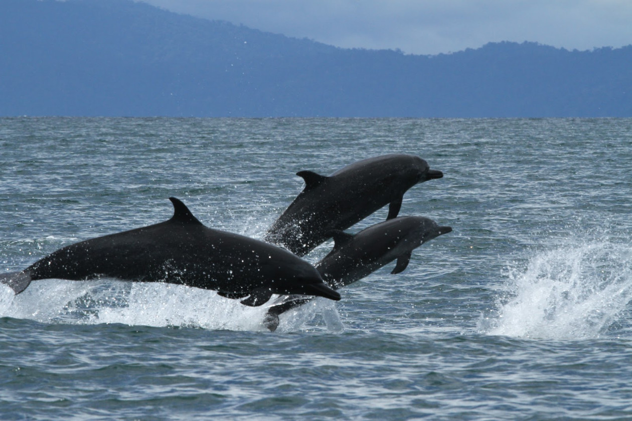 Where to see dolphins in Costa Rica?