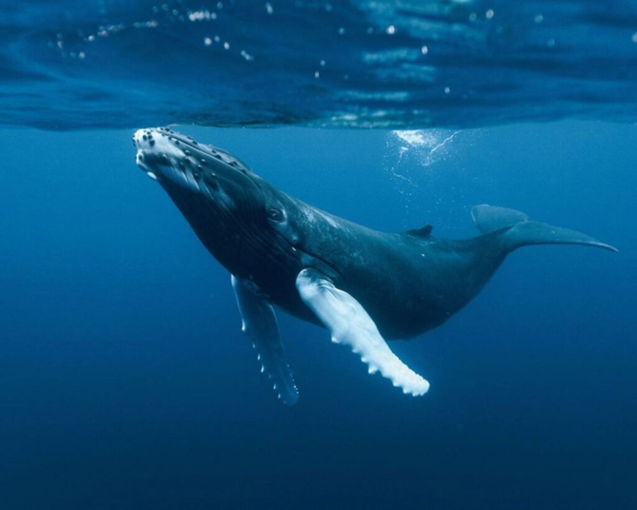 La famosa cola de ballena del Parque Nacional Marino Ballena