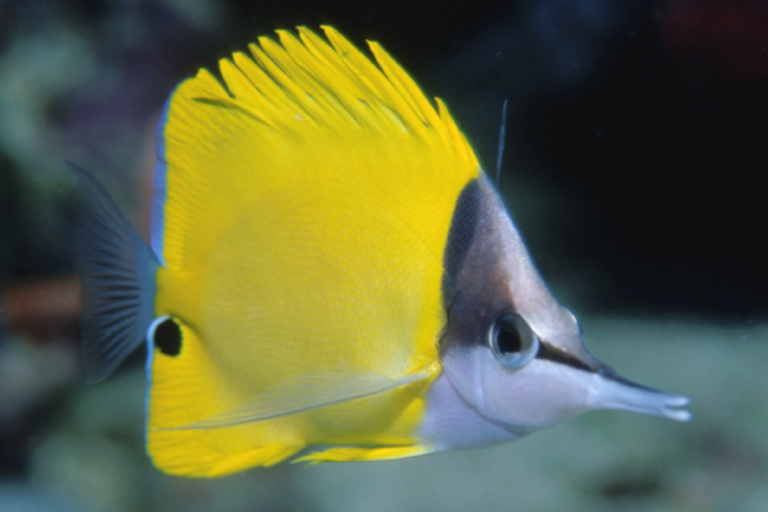 Butterfly fish | The 5 Species You Can Find