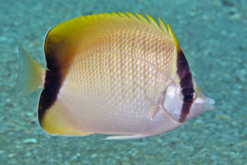 Butterfly fish | The 5 Species You Can Find
