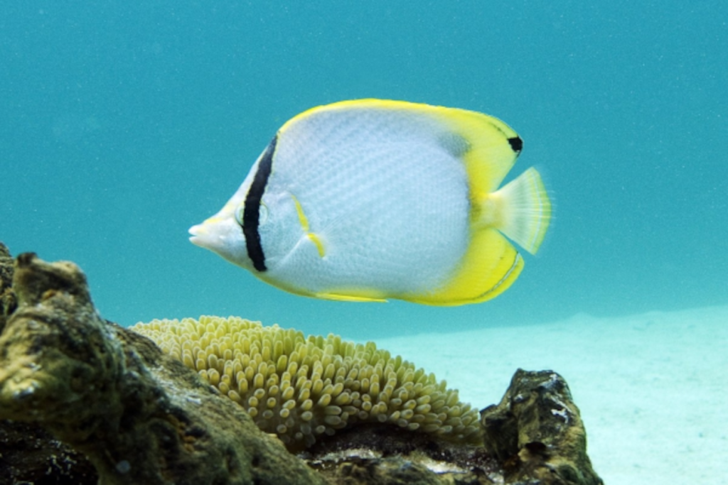 Butterfly fish | The 5 Species You Can Find