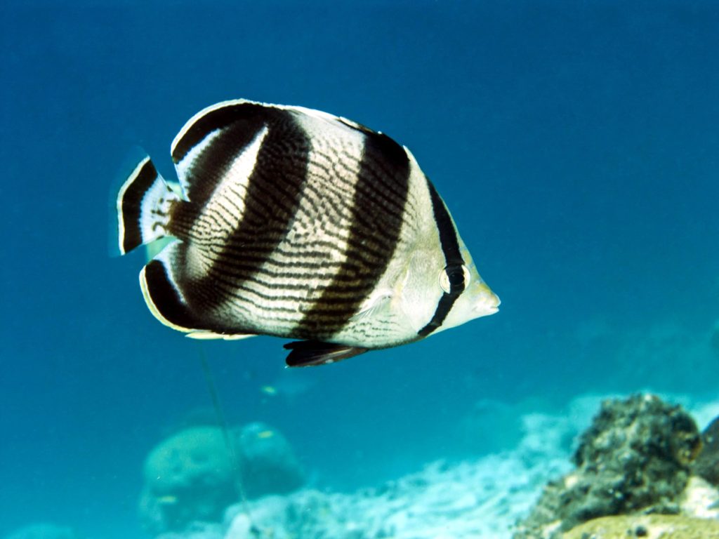 Butterfly fish | The 5 Species You Can Find