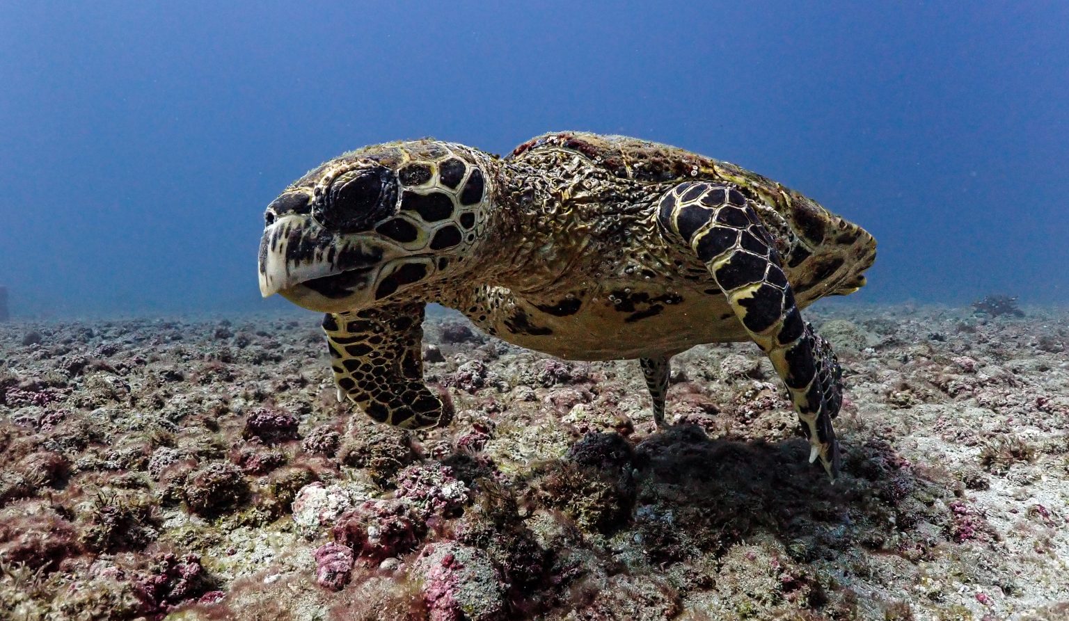 Caño-Insel Tauchtour | Costa Rica Dive and Surf