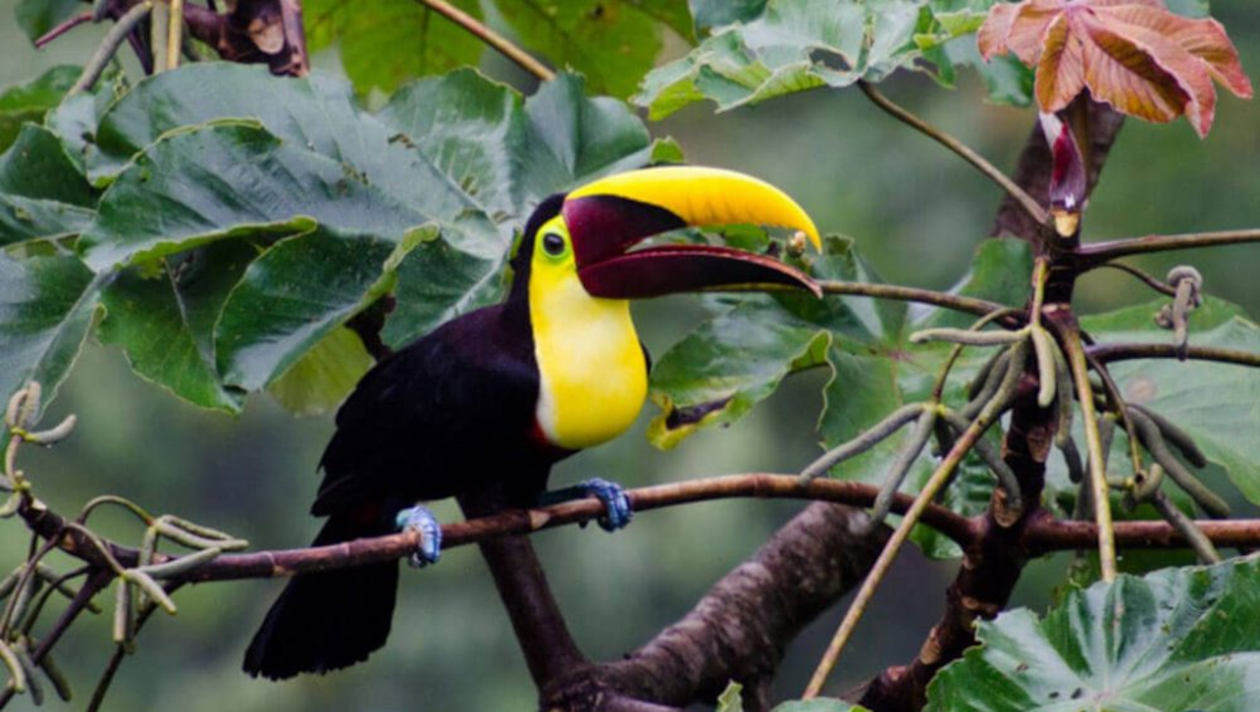 Visiting the OSA Peninsula in Costa Rica | A complete guide