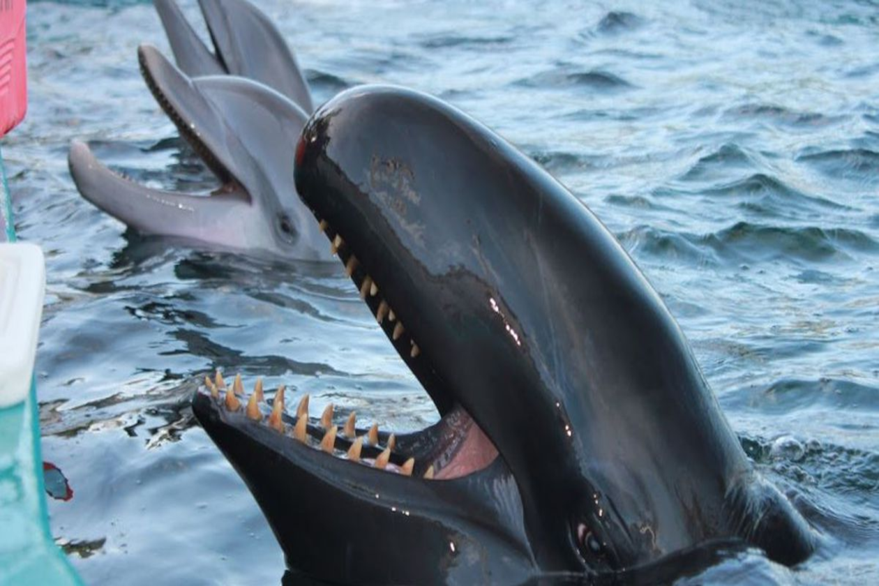 Diving with Orcas: Safe and Unforgettable Adventure